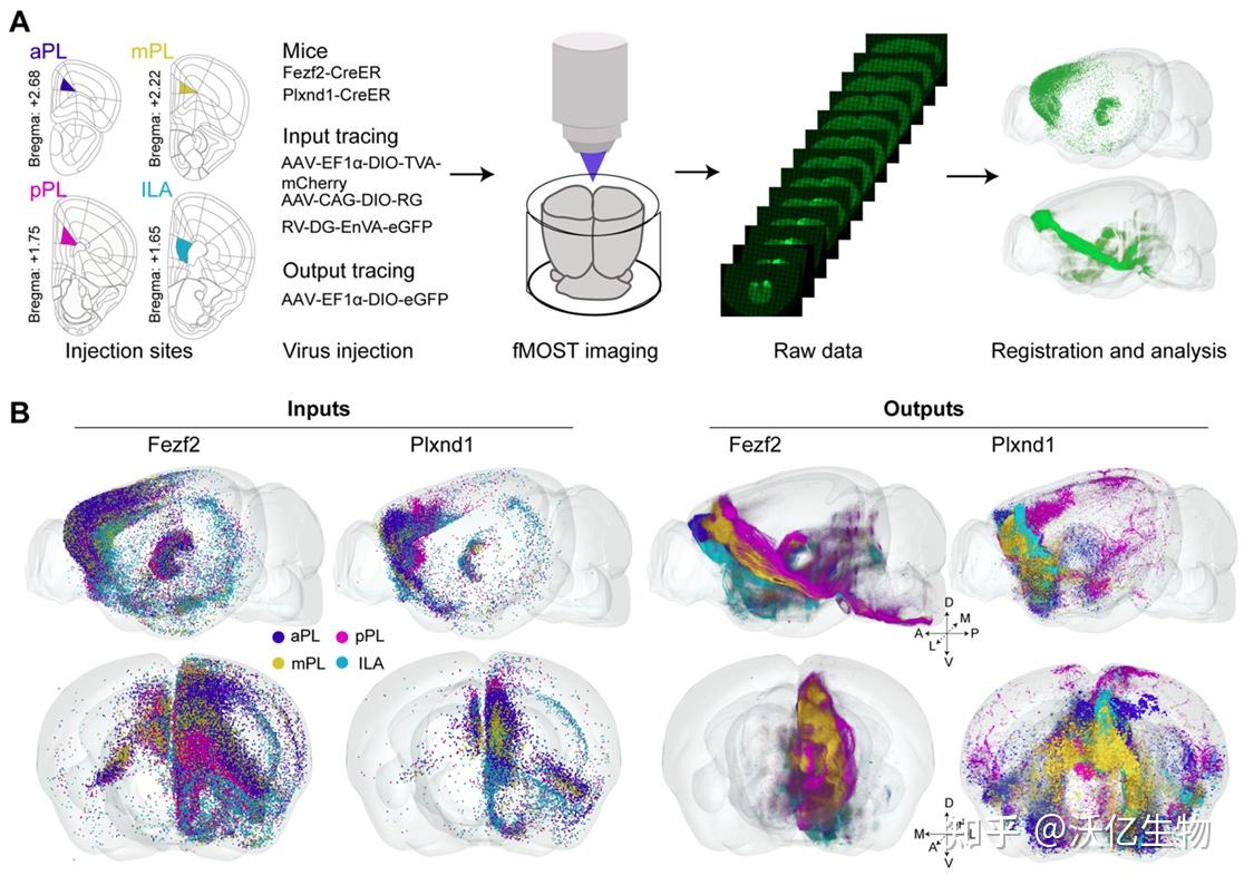 你真的用明白了转基因小鼠吗？--fMOST带你玩出新花样 - 知乎