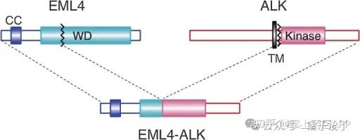 EML4- ALK融合突变有哪些亚型分类？ALK靶向药物对不同EML4-ALK变体的抑制活性存在差异吗？如何选择靶向药？ - 知乎