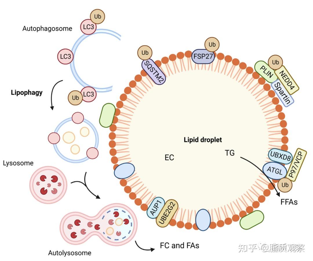 Trends in Cell Biology | 泛素化在脂质代谢中的作用-下篇 - 知乎