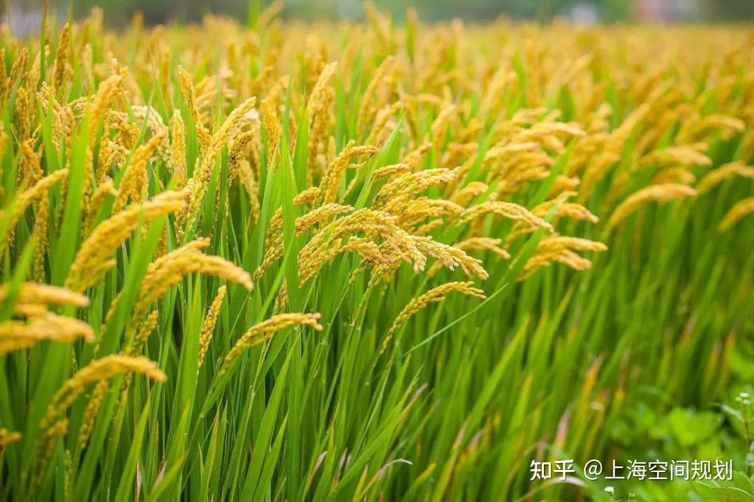 气候变暖3℃，每个人都将减少一顿早餐 - 知乎