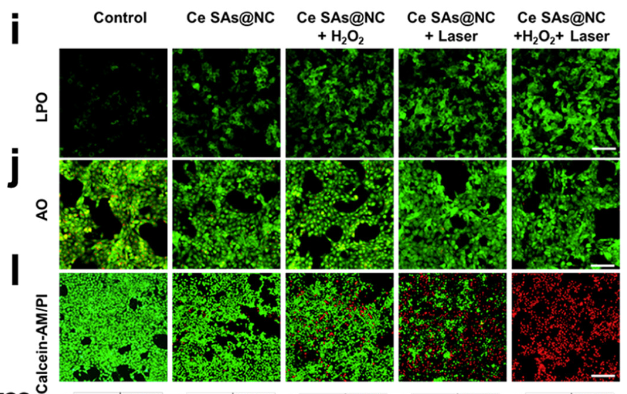 【实验步骤】细胞内LPO及溶酶体破坏 - 知乎