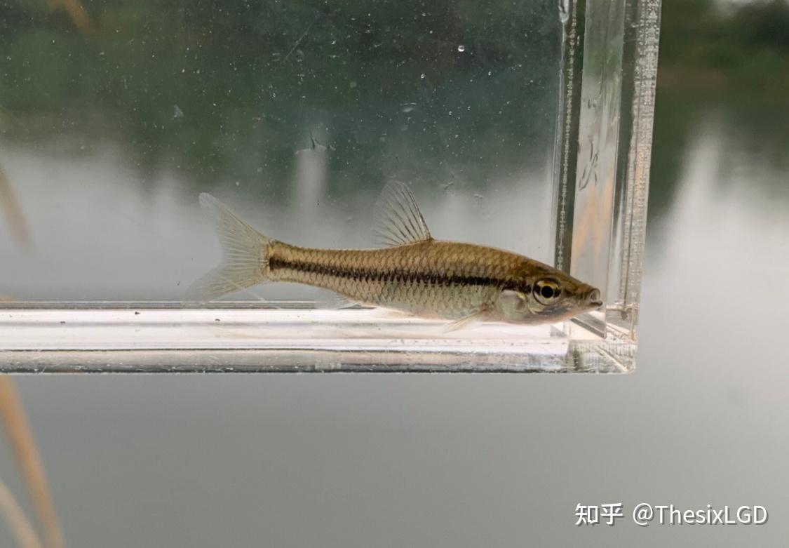 南京地区原生鱼虾等资源整理 - 知乎