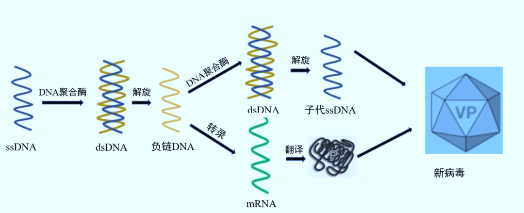 病毒的分类及结构特点 - 知乎