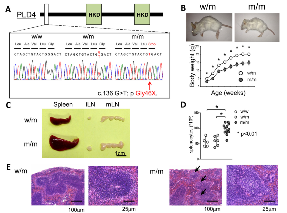 Nature | 颠覆认知！浙江大学/东部战区总医院研究团队合作锁定SLE新型致病基因：PLD4 - 知乎