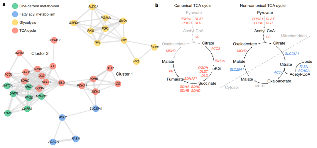 Nature重磅：一项教科书级别的发现，非经典TCA循环及其在细胞身份决定中的作用 - 知乎
