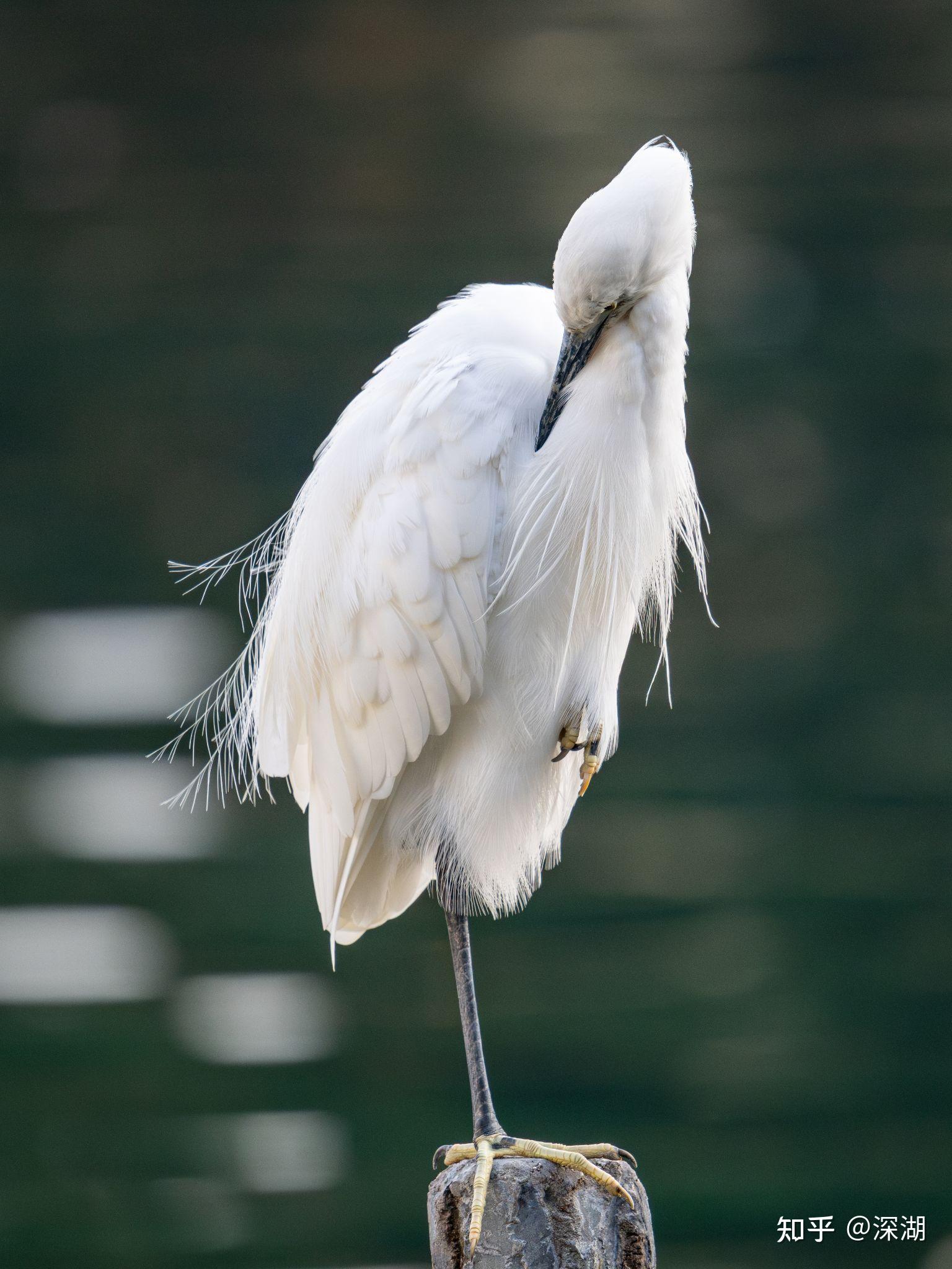 Nikon Z7ii, 70-200 和腾龙Z 150-500如何选择？ - 知乎