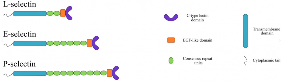 ELISA系列 | 选择素（Selectin） - 知乎