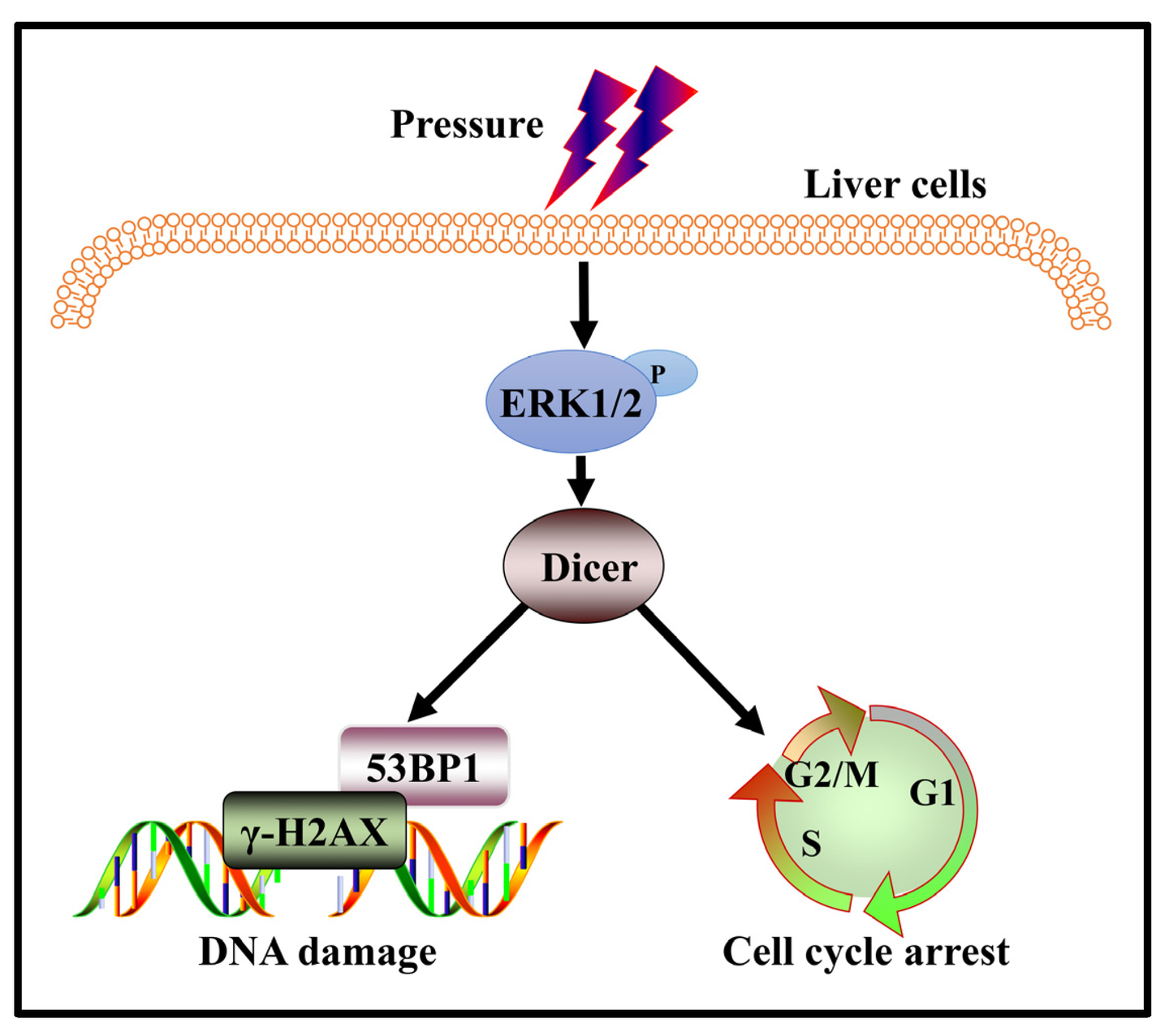 压力负荷通过 ERK1/2–Dicer 信号通路诱导人肝细胞系 L02 细胞中的 DNA 损伤 - 知乎