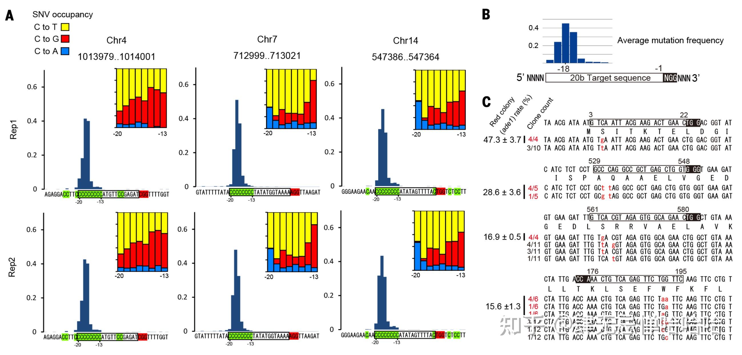 无核酸酶功能的II型CRISPR/Cas9和活化诱导的胞嘧啶脱氨酶（AID）同源物PmCDA1改造成一个复合物（Target-AID），在哺乳 ...