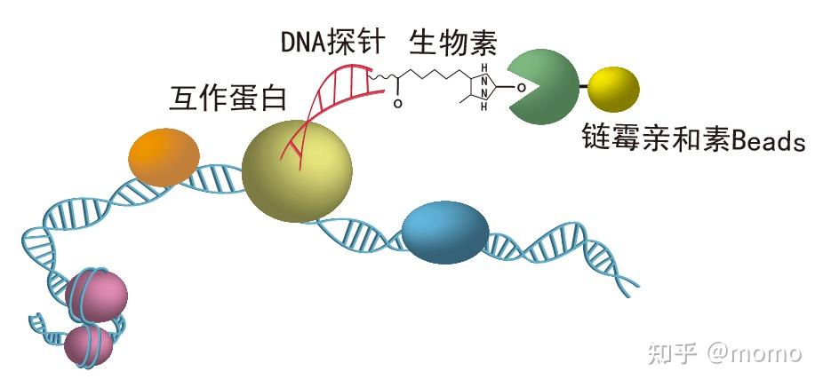 精准锚定转录因子：DNA pull-down 技术实操指南 - 知乎