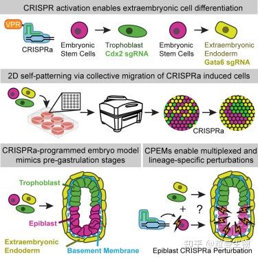 技术专题 | CRISPRa：精准激活，重塑基因表达【收藏】 - 知乎