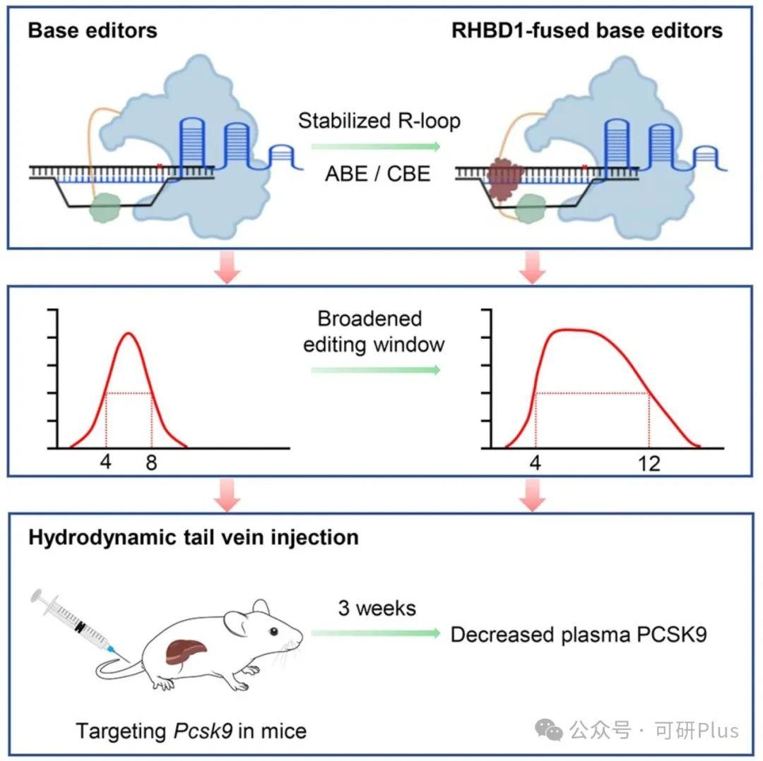 Mol Ther | 突破碱基编辑"盲区"！中山大学团队巧用RNA结合域，让基因编辑精准度再升级! - 知乎