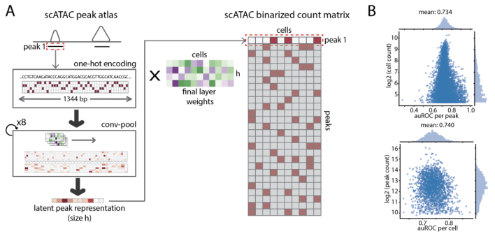 Nat. Methods | scBasset：基于DNA序列的单细胞ATAC-seq卷积神经网络建模 - 知乎