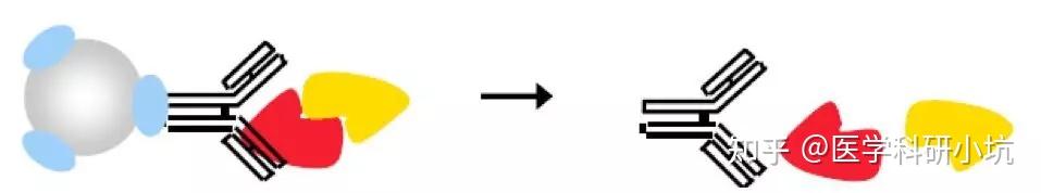 一文读懂CoIP实验 || 原理、实验流程、遇到的问题 - 知乎