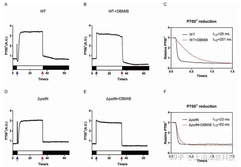 Plant Physiology：蓝藻Cytb6f亚基PetN的缺失会破坏复合体稳定性并严重影响状态转换 - 知乎