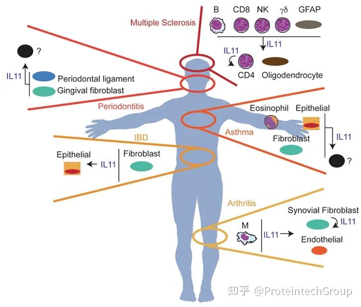 IL-11研究全景图：从基础机制到临床转化的全新视野 - 知乎