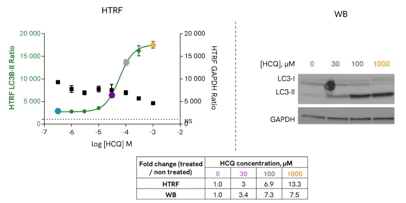【均相检测】细胞自噬靶点LC3B-II特异性检测 - 知乎