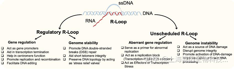 R-loop CUT&Tag系列文章之一：R-loop概览——结构、形成、分布、调控因子及病理生理功能 - 知乎