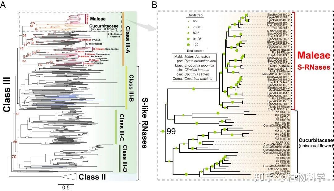 西北农林科技大学赵涛/马锋旺团队揭示双子叶植物S-RNase的进化起源 - 知乎