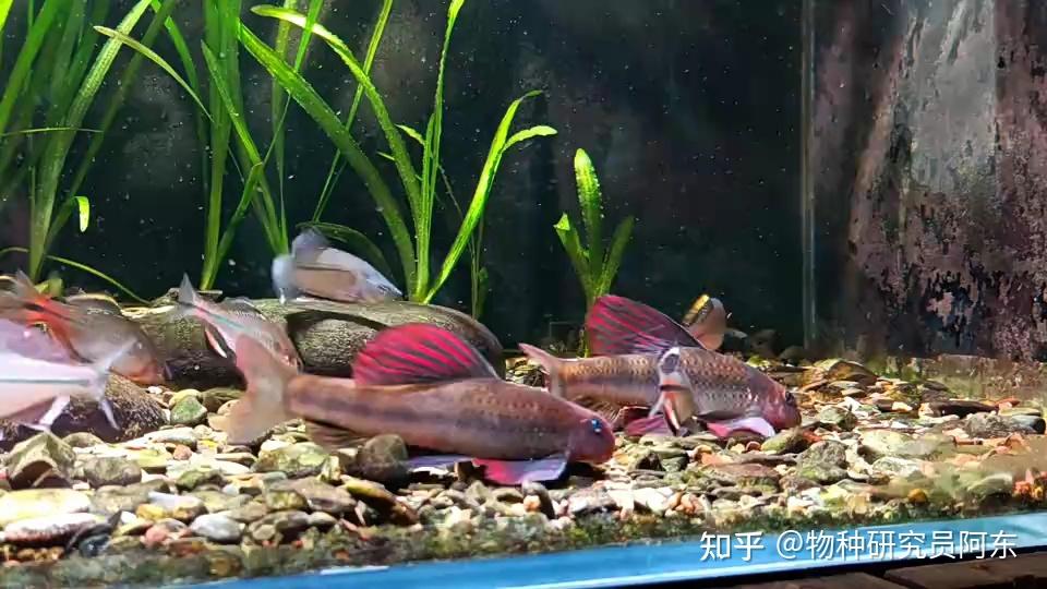 “溪流"鳍"手”建德小鳔鮈Microphysogobio tafangensis - 知乎