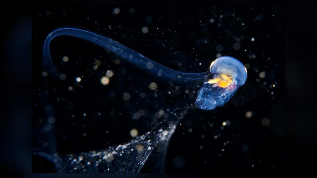 听说它长大了会吃掉自己的脑子？！ - 知乎