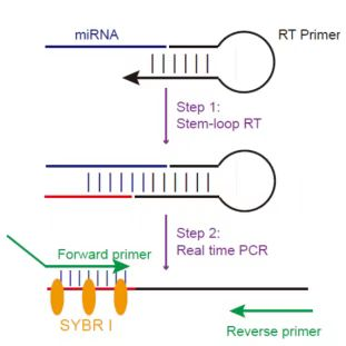 不走弯路的小tips - 助您在miRNA实验中乘风破浪！ - 知乎
