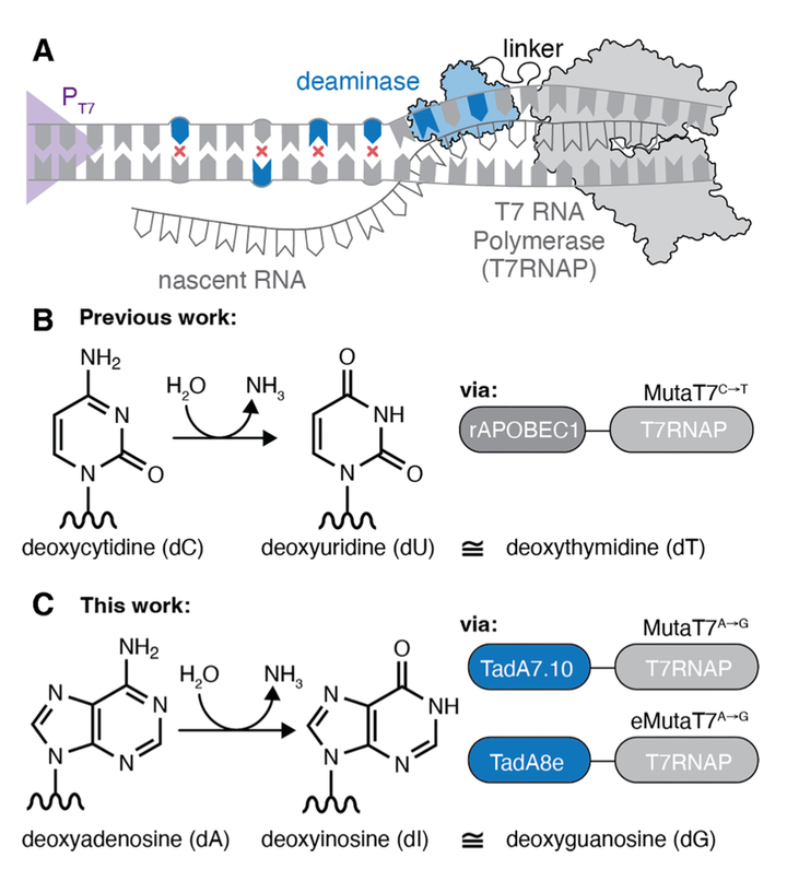 腺苷脱氨酶融合T7 RNA聚合酶扩容体内连续进化工具包 - 知乎