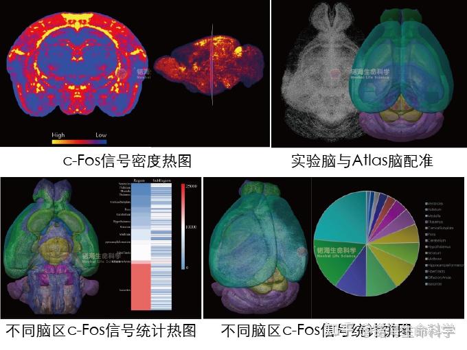 脑科学前沿｜c-Fos科普及小鼠全脑三维检测方案 - 知乎