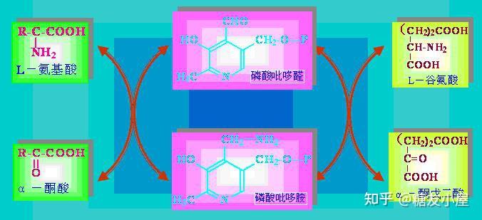 ALT 和 AST，到底是什么？ - 知乎