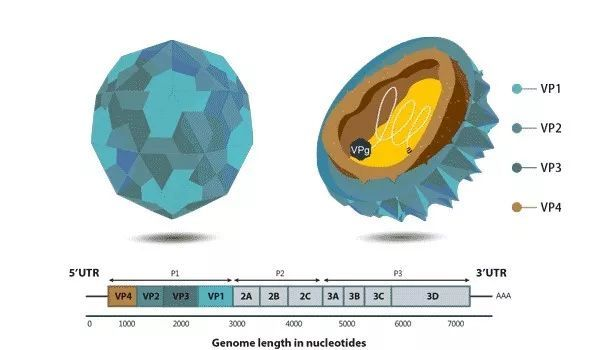 Nature Communications：肠道病毒A71型（EV-A71）流行病学研究进展 - 知乎
