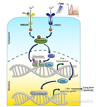 代谢学人——Cell：酮体新通路解锁减重新方向 - 知乎