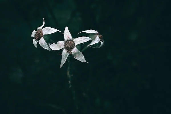 上证50etf期权无资金门槛开户方法是靠谱的吗? - 知乎