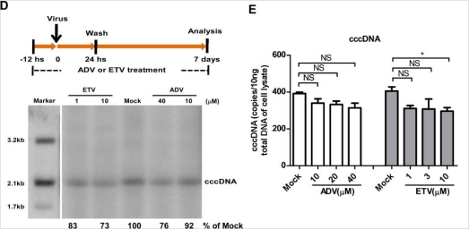 基因编辑肝癌细胞系HepG2——药物研究、肝毒性和癌症研究神器—源井生物 - 知乎