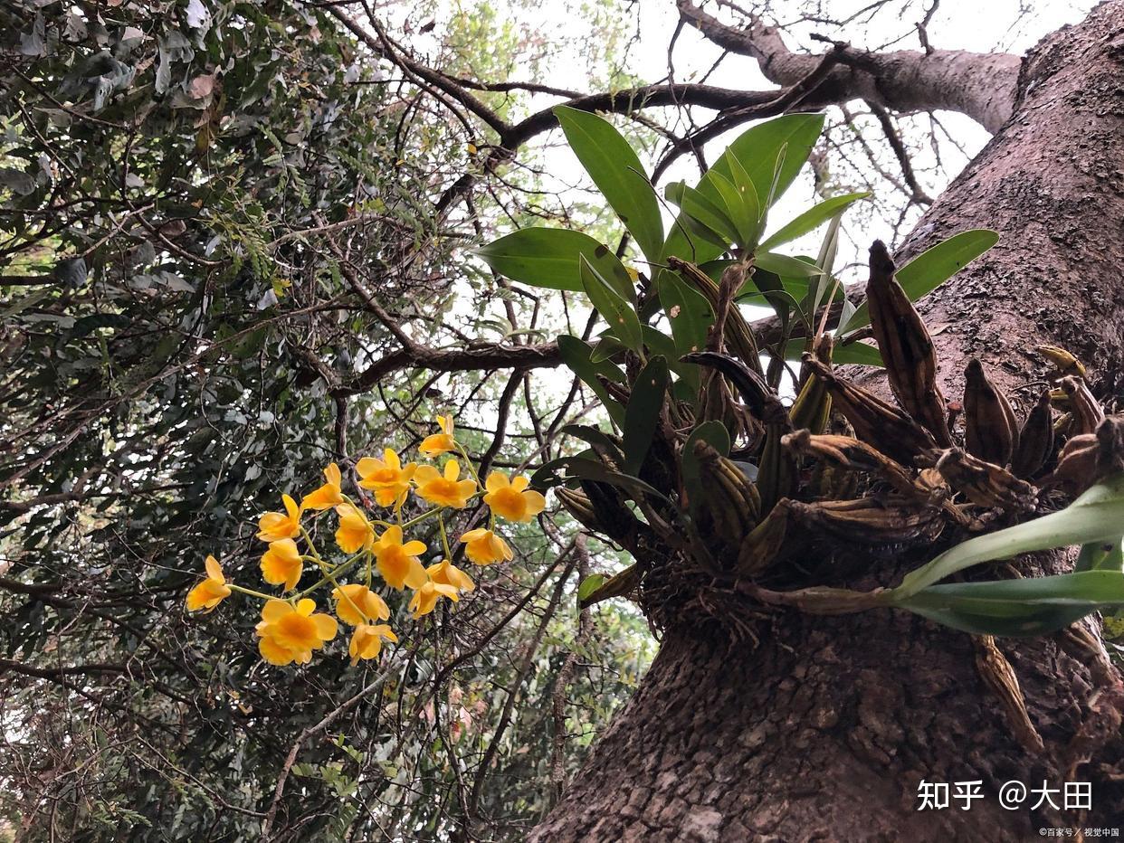 10种附生兰花会让你惊艳不已 - 知乎