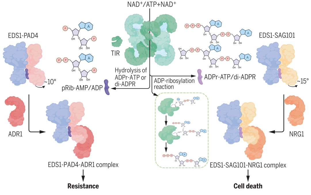 第二信使：植物信号的传令兵 - 知乎