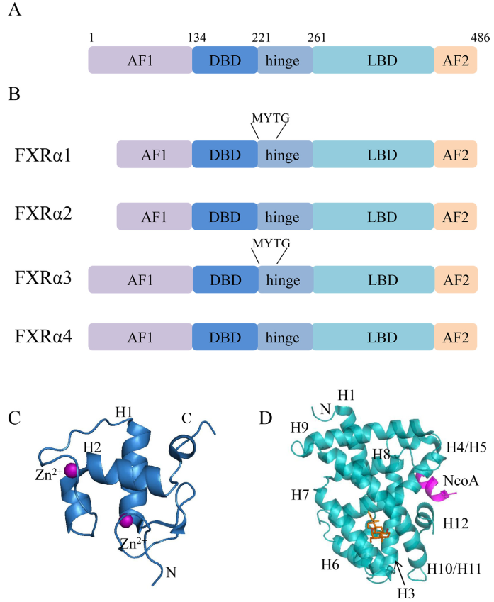 深入靶点：FXR靶点蛋白结构解析方案库深度解析 - 知乎