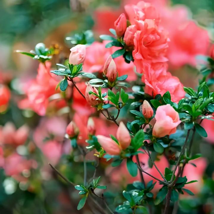 【调研报告】佩玛贝特片 - 知乎