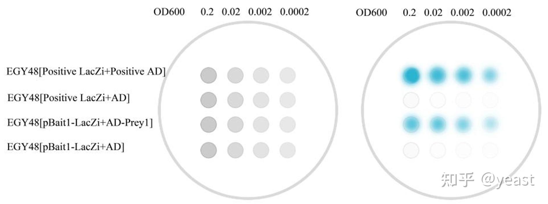 β-半乳糖苷酶培养基显色法（酵母LacZ报告基因） - 知乎