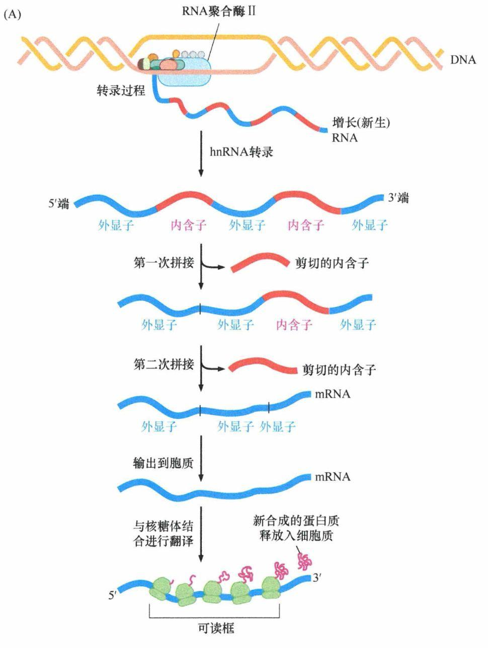 RNA 有什么作用，是什么物质？ - 知乎
