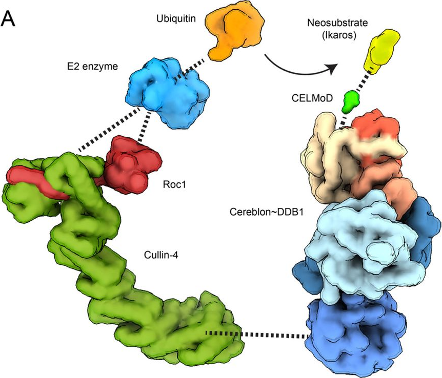 CRBN分子胶药效差异的结构基础 - 知乎