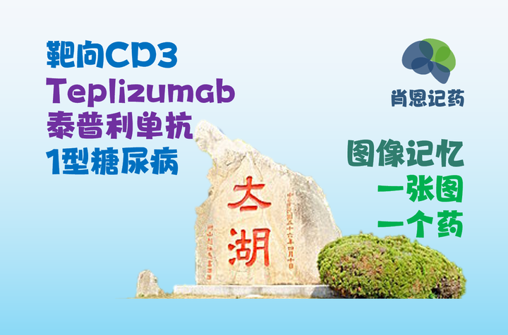 记住治疗1型糖尿病生物药 | Teplizumab 泰普利单抗 | 抗T细胞表面CD3分子 - 知乎