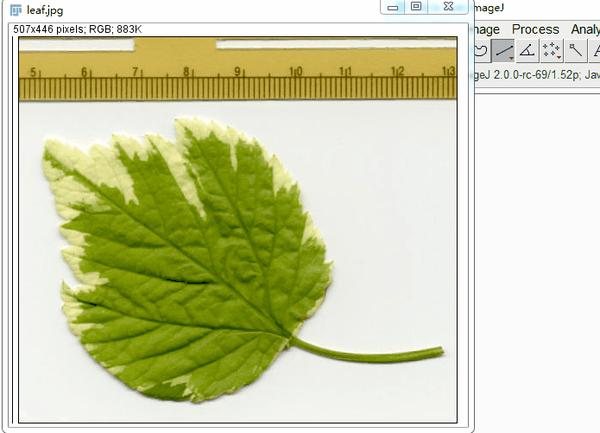 ImageJ实用技巧——角度测量(基础功能篇) - 知乎