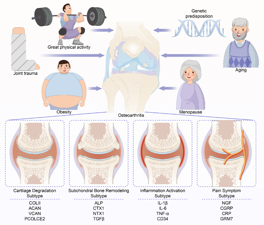 Ageing Res Rev 综述︱杨惠林/何帆/朱雪松团队评述褪黑素在治疗骨关节炎中的作用及研究进展 - 知乎