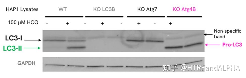 还在为WB检测LC3条带变幻无常而烦恼吗？细胞自噬靶点LC3B-II特异性检测-享受均相检测的自在！ - 知乎