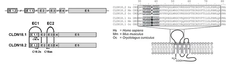 CLDN18.2丨肿瘤免疫治疗赛道的黑马 - 知乎