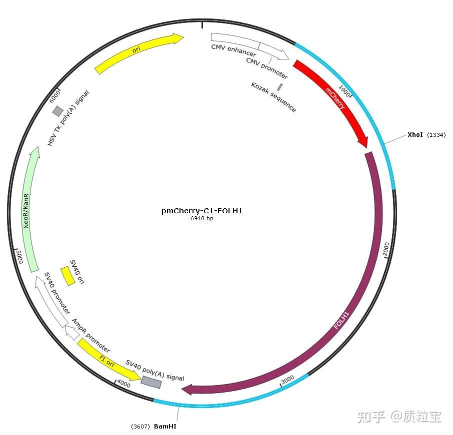 FOLH1 前列腺特异性膜抗原PSMA 表达载体 - 知乎