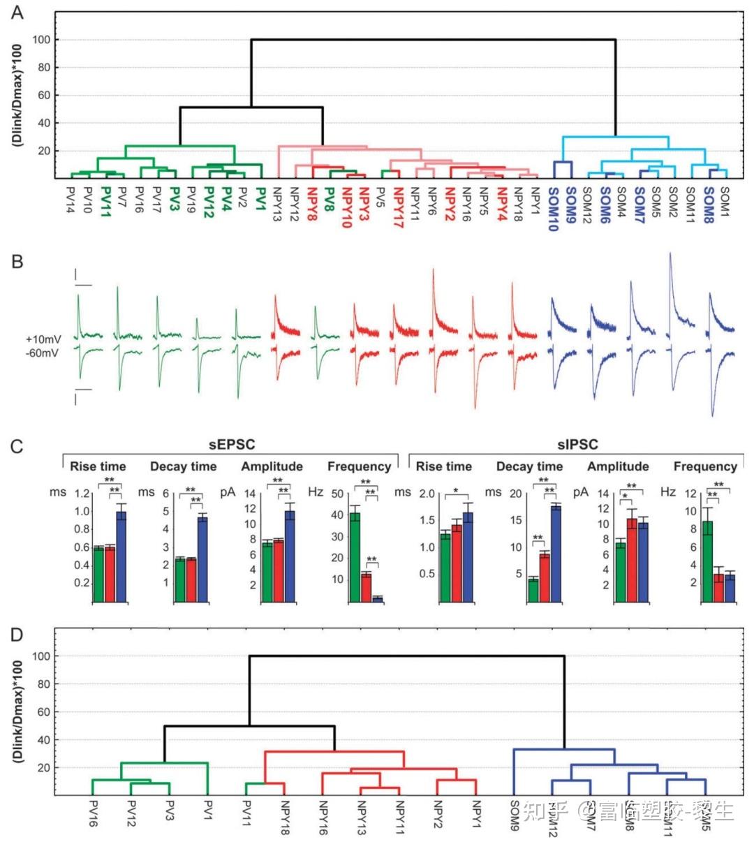 NeuroExplorer数据分析软件小鼠视觉皮层中间神经元轴突形态与突触输入动力学的相关性 - 知乎