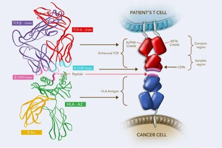 2024 年 FDA 批准的基因和细胞治疗 - 知乎