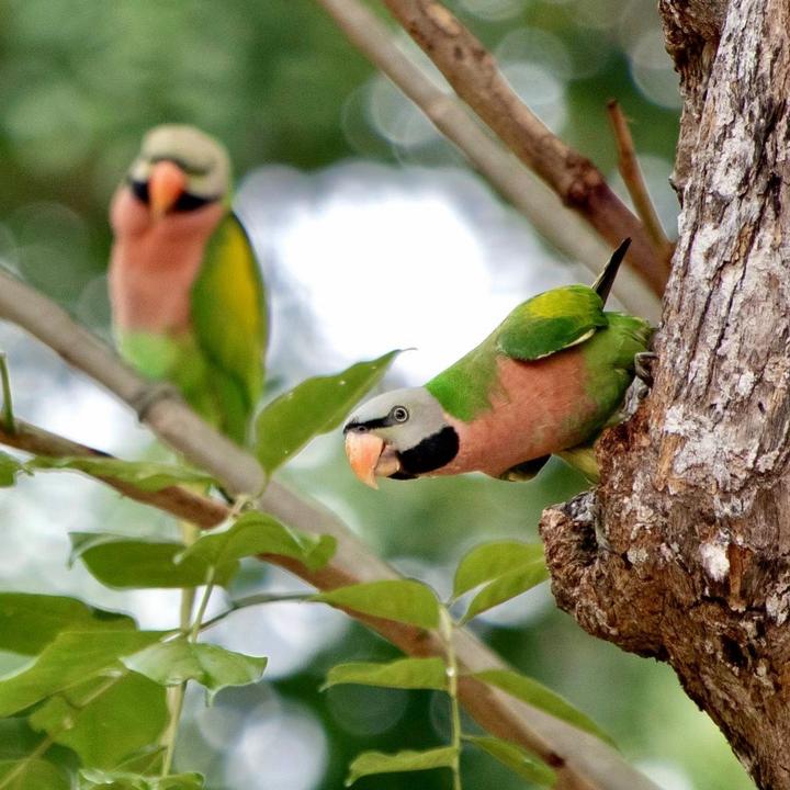 Google Big Bird：长序列的transformers(2020年论文) - 知乎