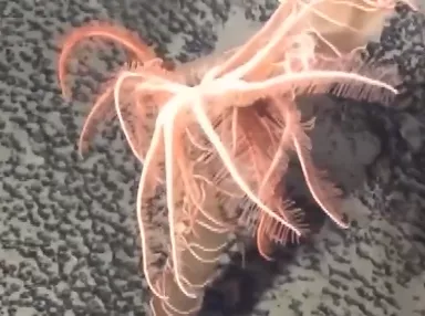 90后女博士给新物种命名“派大星”，属于生物学研究者们的浪漫 - 知乎